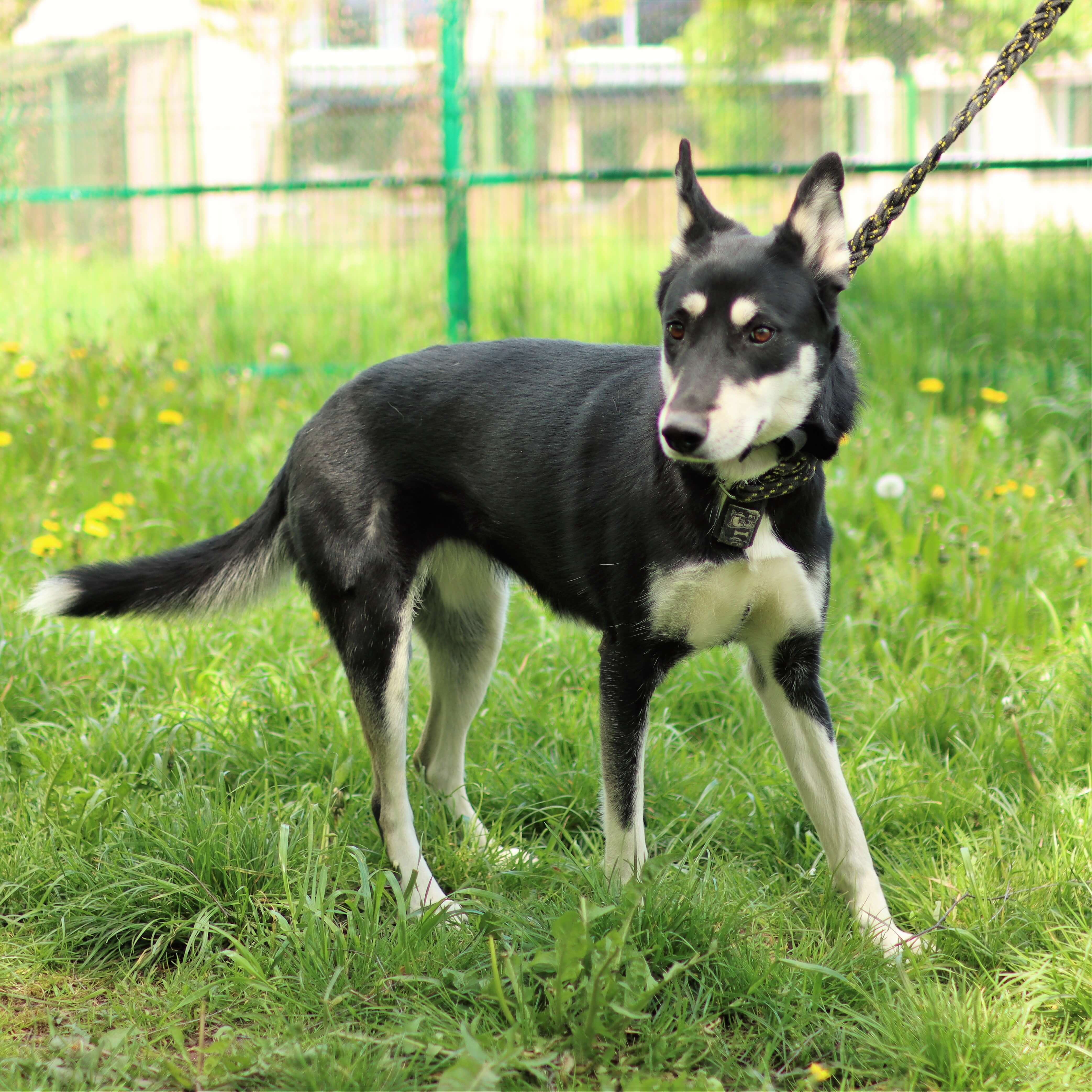 Schronisko Katowice » Nasze psy