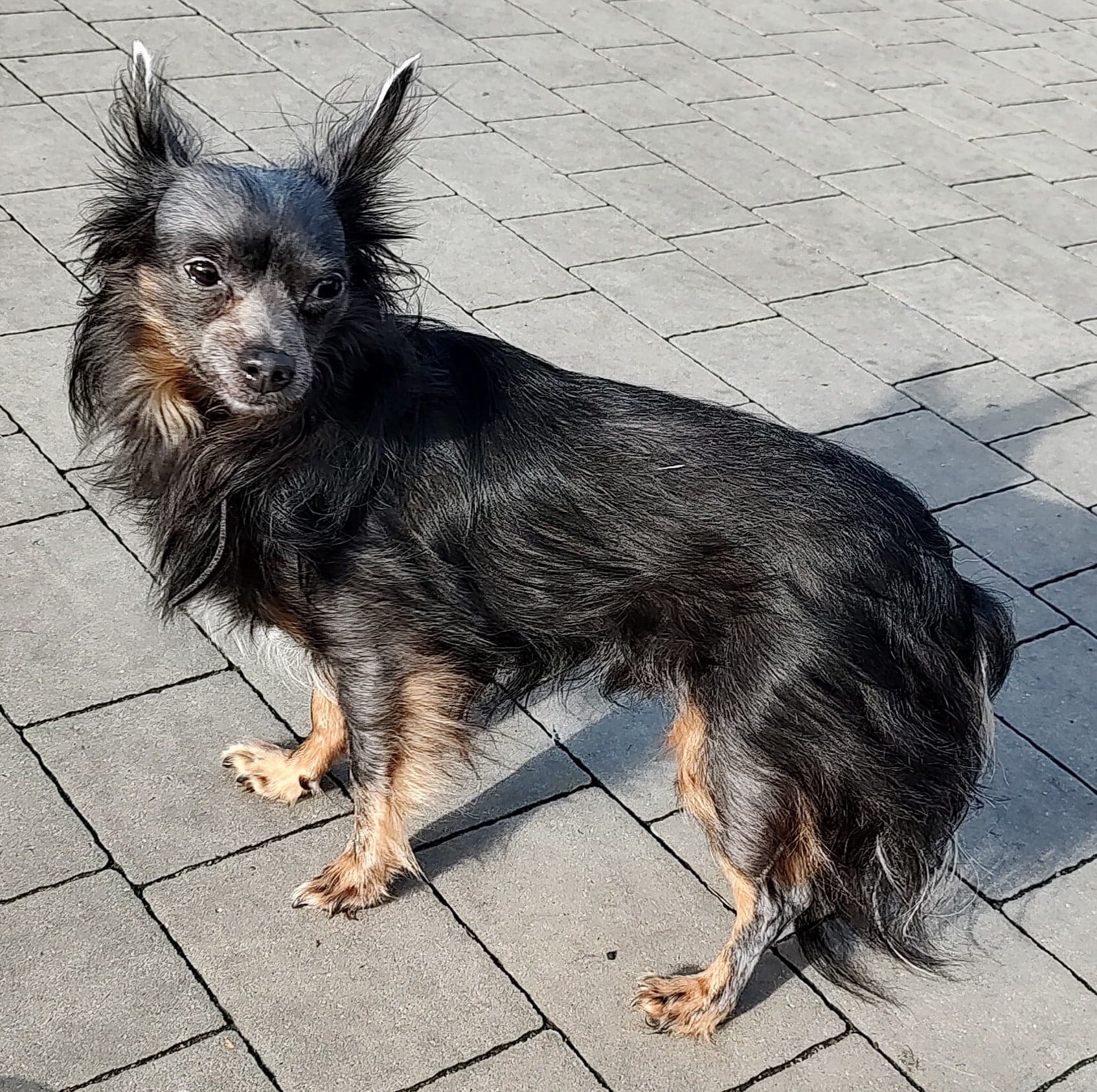 Schronisko Katowice » Nasze psy