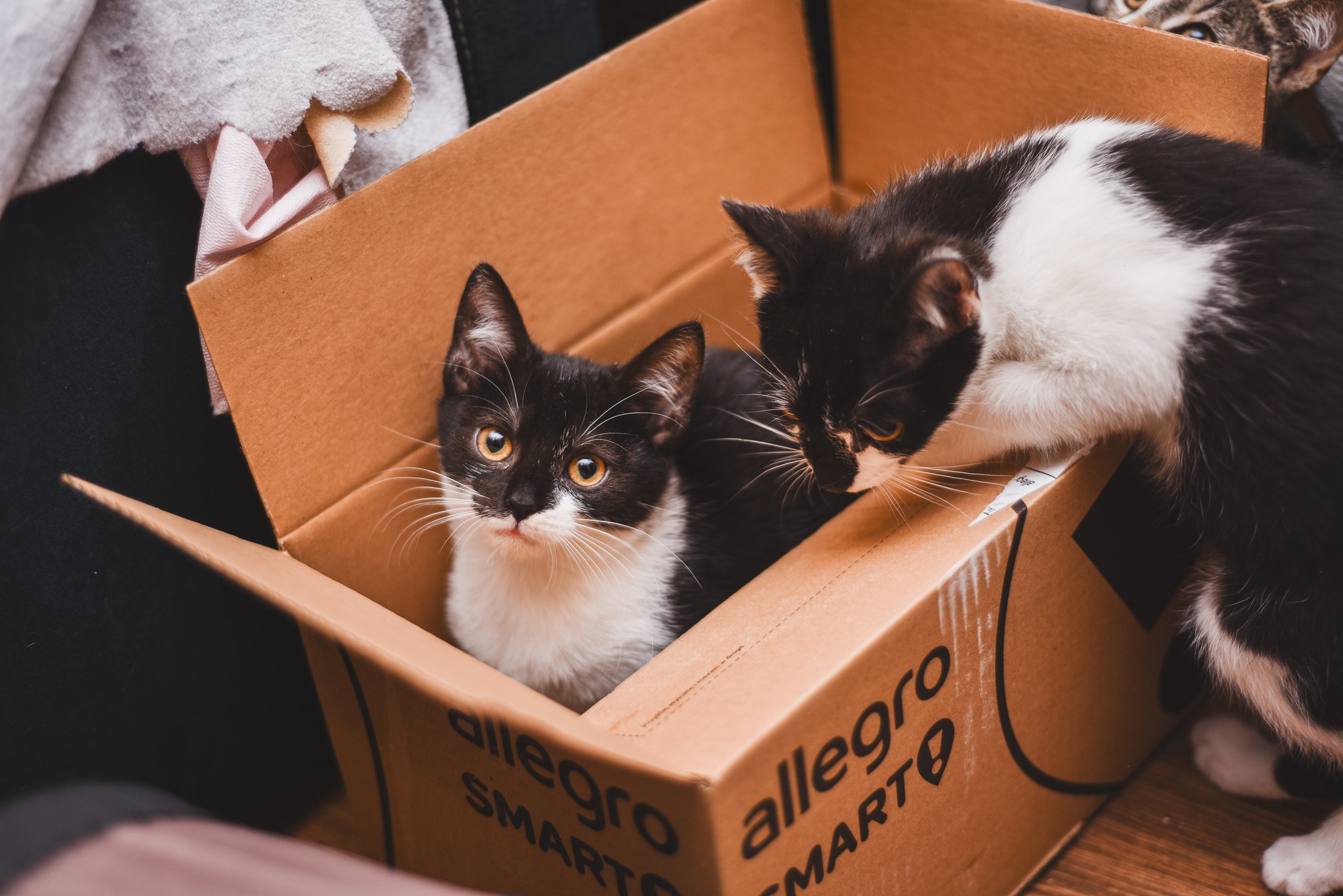 Schronisko Katowice » Nasze koty