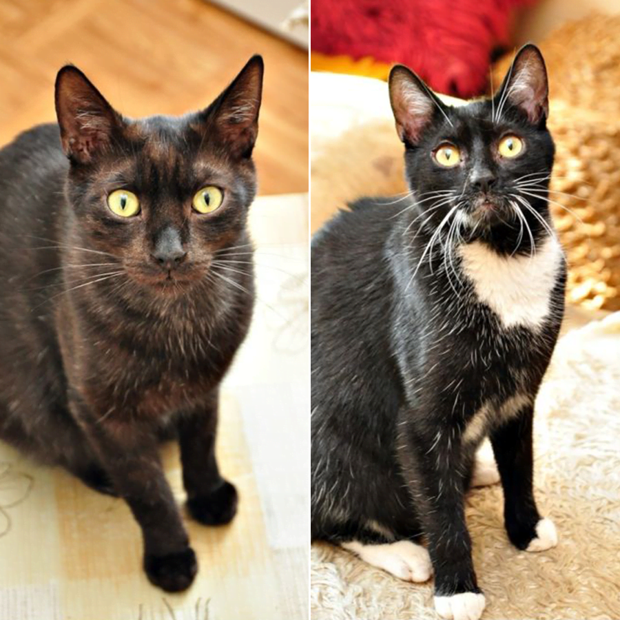 Schronisko Katowice » Nasze koty