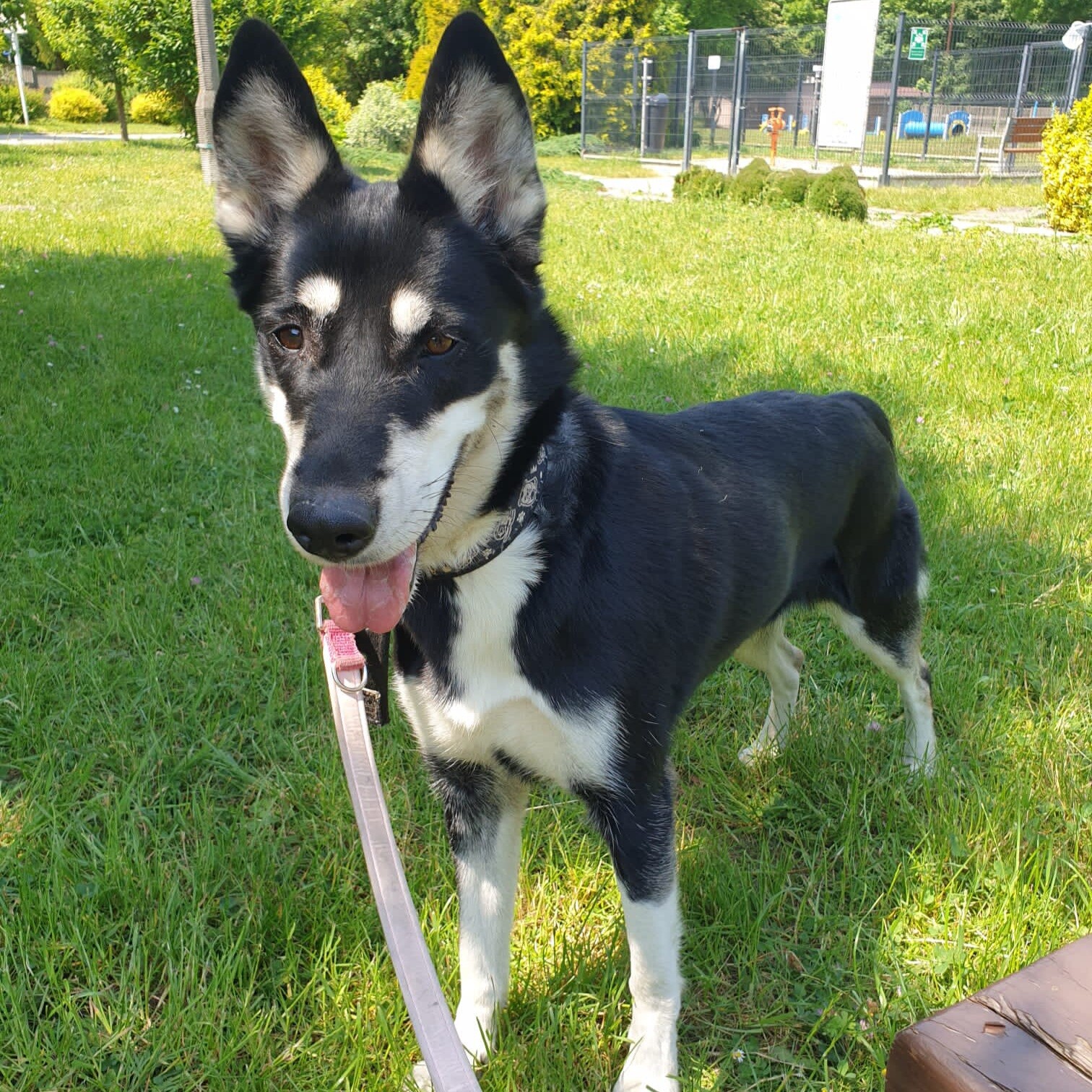 Schronisko Katowice » Nasze psy