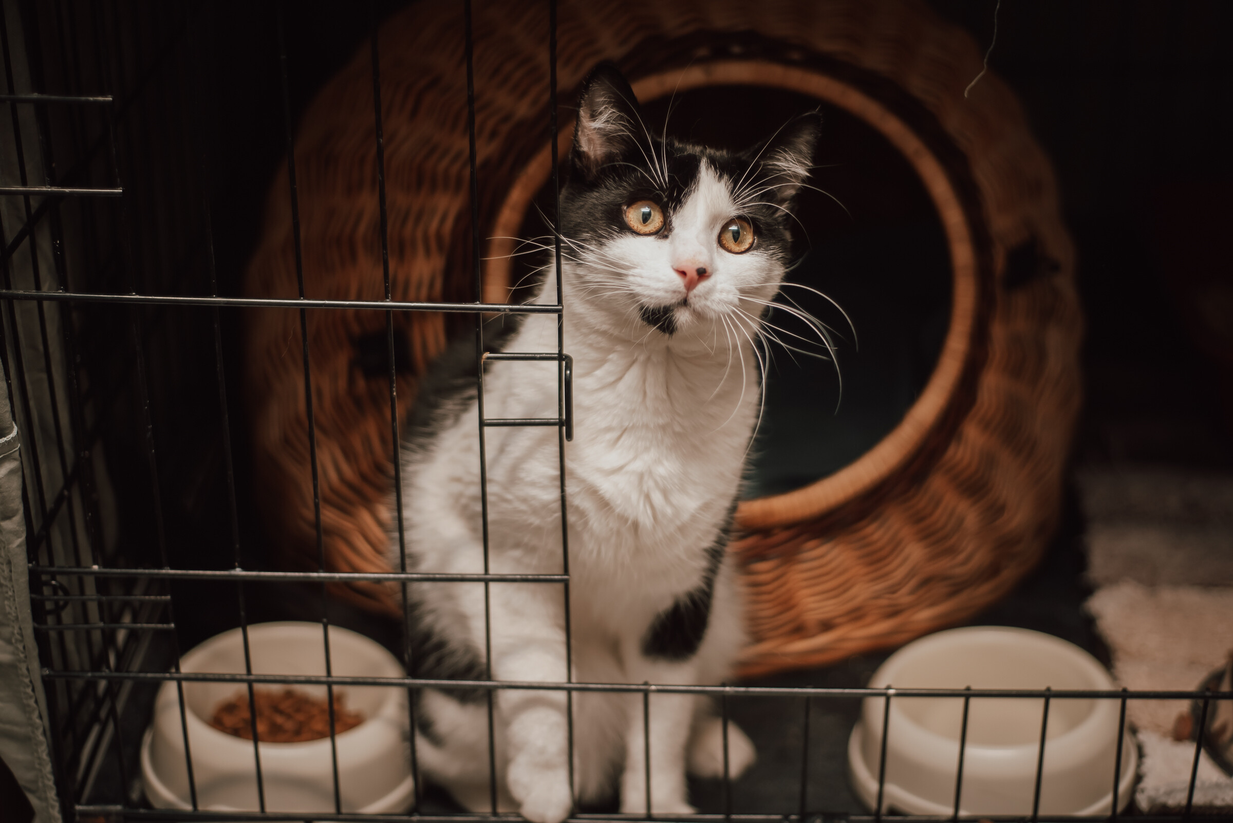 Schronisko Katowice » Nasze koty