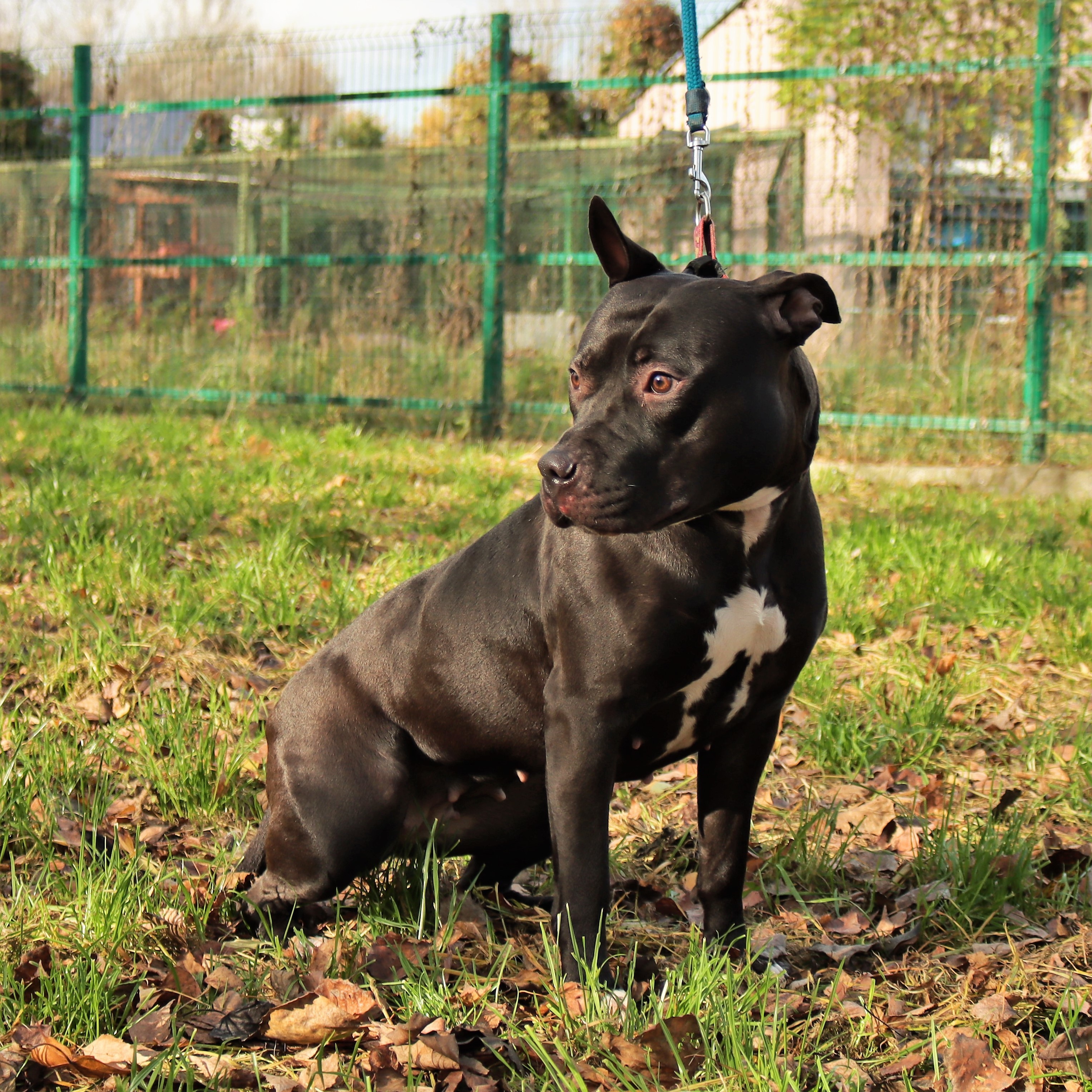 Schronisko Katowice » Nasze psy